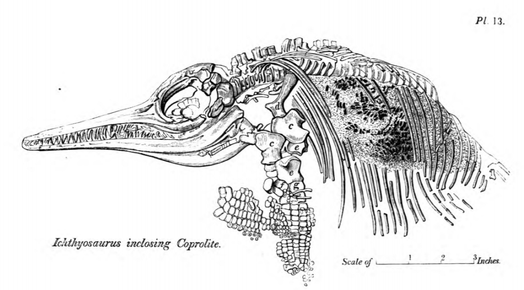 Frenemies: Mary Anning’s Relationships – Bias in the Fossil Record